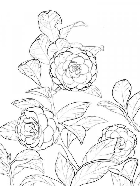 Camellia flower coloring pages
