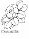 Camellia flower coloring pages