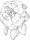 Camellia flower coloring pages