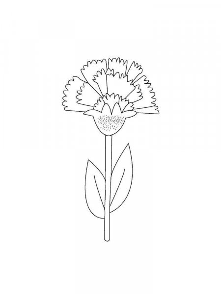 Carnation flower coloring pages