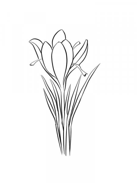 Crocus coloring pages