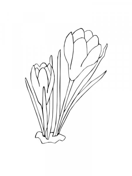 Crocus coloring pages