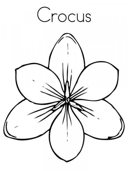 Crocus coloring pages