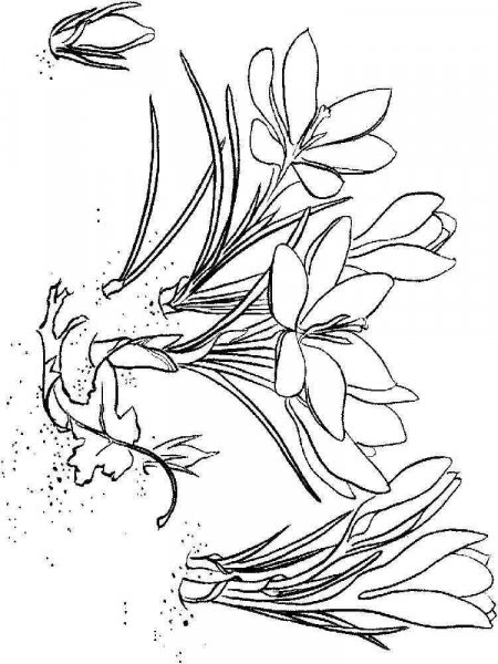 Crocus coloring pages