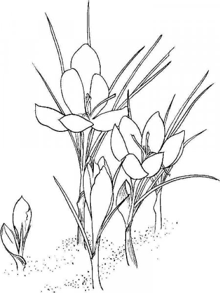 Crocus coloring pages