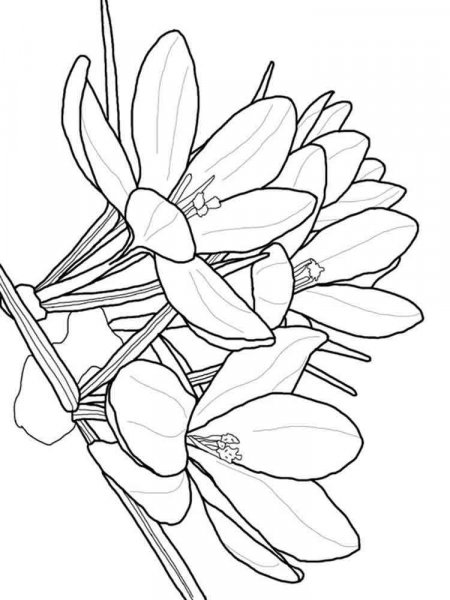 Crocus coloring pages
