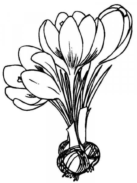 Crocus coloring pages