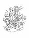 Crocus coloring pages