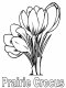 Crocus coloring pages
