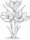 Crocus coloring pages