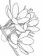 Crocus coloring pages