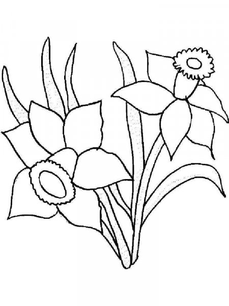 Daffodil coloring pages