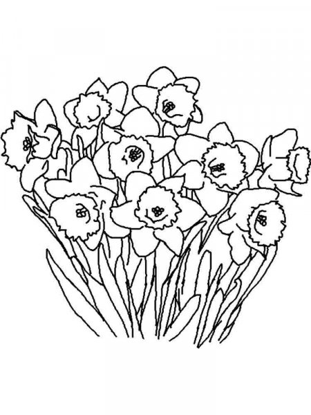 Daffodil coloring pages