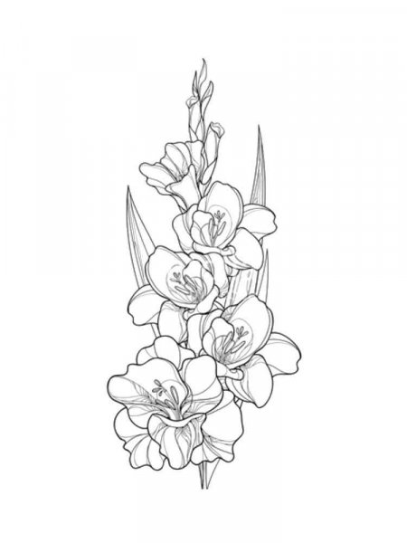 Gladiolus coloring pages