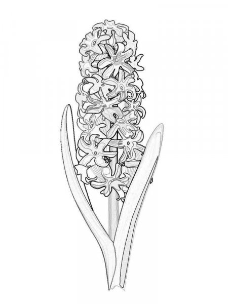 Hyacinth coloring pages