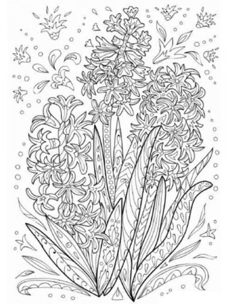 Hyacinth coloring pages