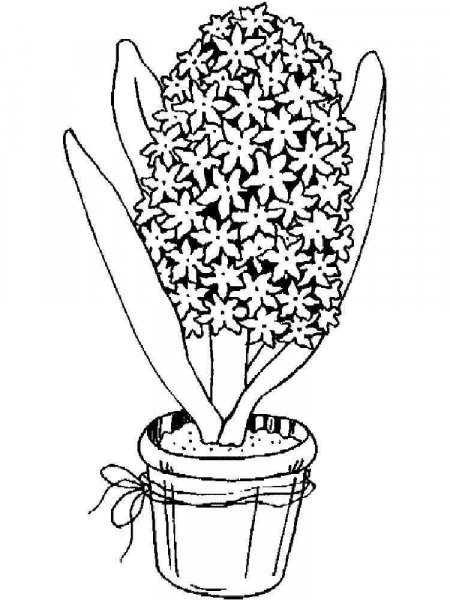 Hyacinth coloring pages