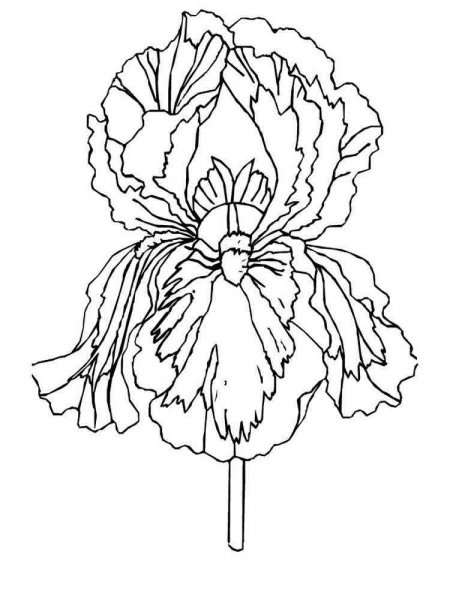 Iris coloring pages