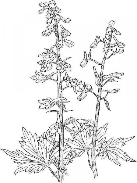 Larkspur coloring pages