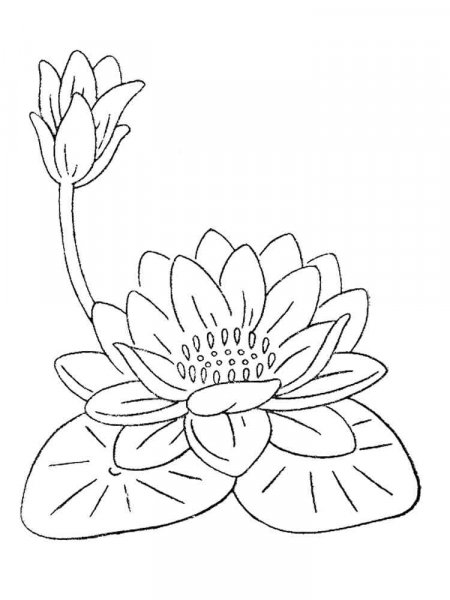 Lotus coloring pages