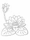 Lotus coloring pages