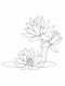 Lotus coloring pages