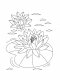 Lotus coloring pages
