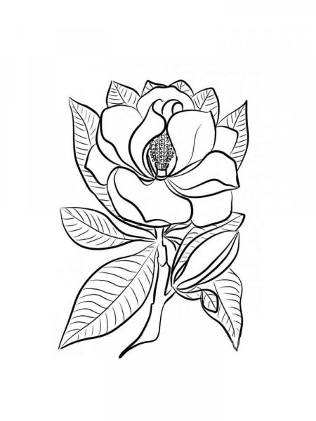 Magnolia coloring pages