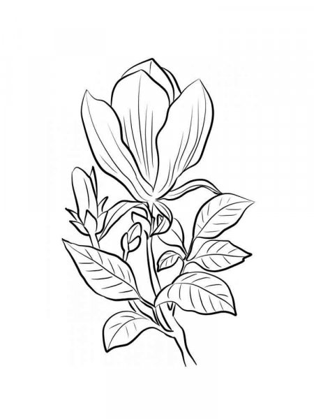 Magnolia coloring pages