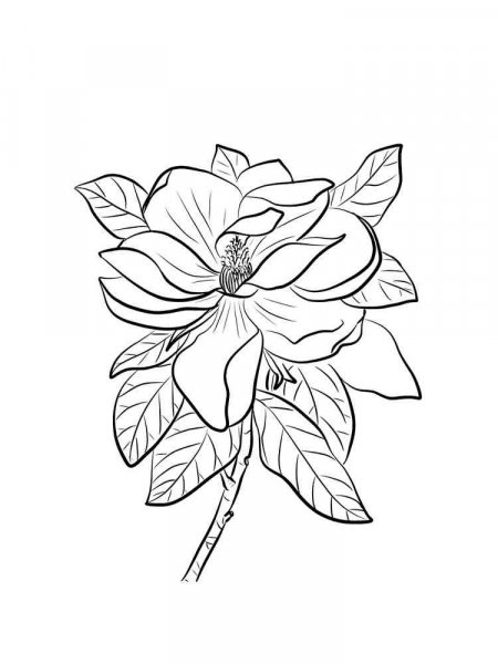 Magnolia coloring pages