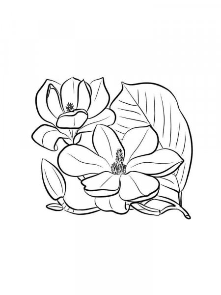 Magnolia coloring pages