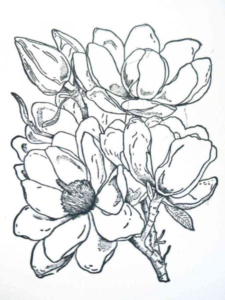 Magnolia coloring pages
