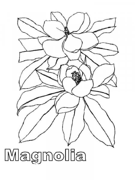Magnolia coloring pages
