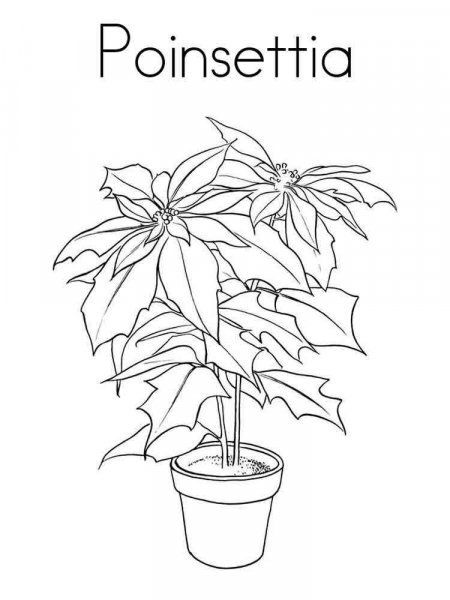 Poinsettia coloring pages