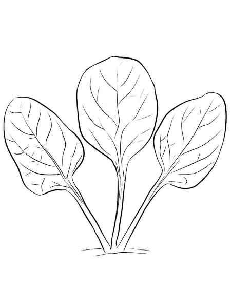 Spinach coloring pages - Free Printable