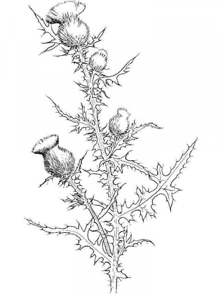 Thistle coloring pages
