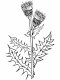Thistle coloring pages