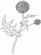 Thistle coloring pages