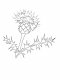 Thistle coloring pages