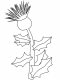 Thistle coloring pages