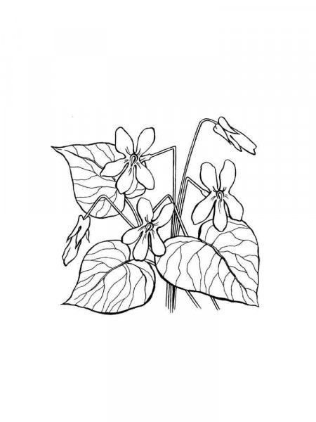 Violet coloring pages