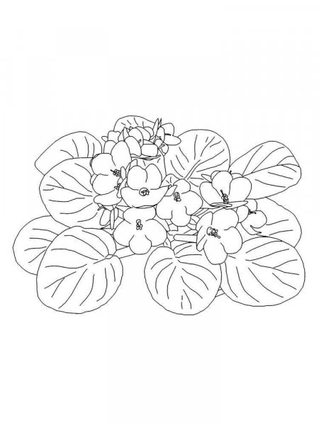 Violet coloring pages