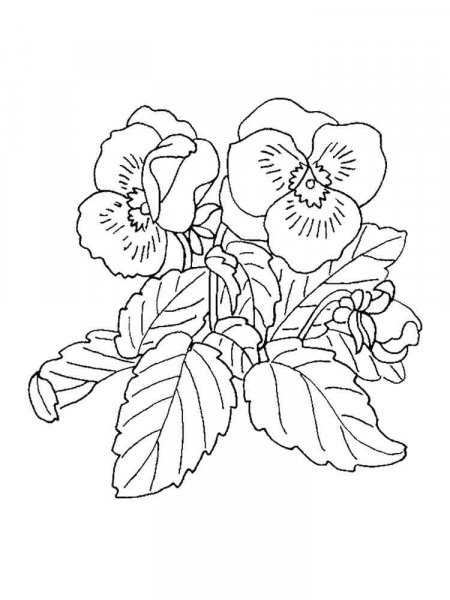 Violet coloring pages