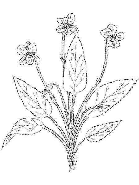 Violet coloring pages
