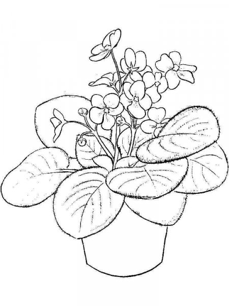 Violet coloring pages
