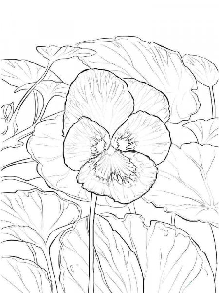 Violet coloring pages