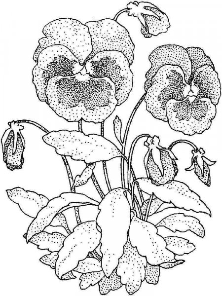 Violet coloring pages