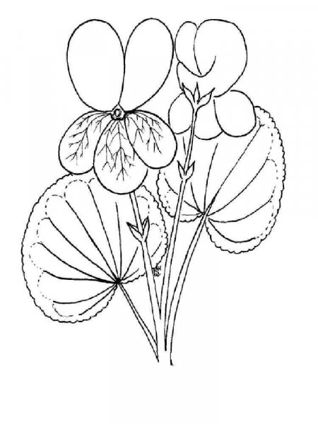 Violet coloring pages