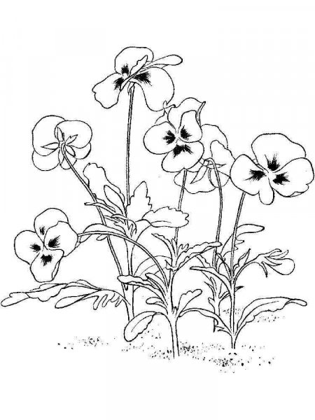Violet coloring pages