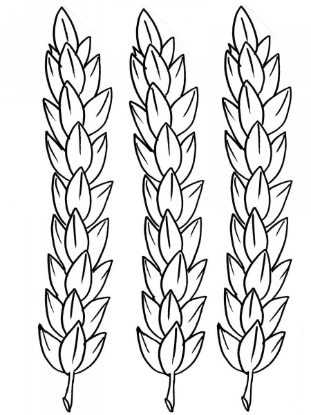 Wheat coloring pages